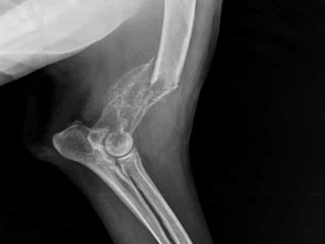 Nowotwór kości - złamanie patologiczne - Lecznica dla Zwierząt "JAMNIK ...