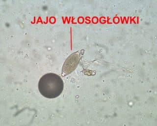 Jaja pasożytów wewnętrznych zwierząt — Lecznica dla Zwierząt 'JAMNIK ...